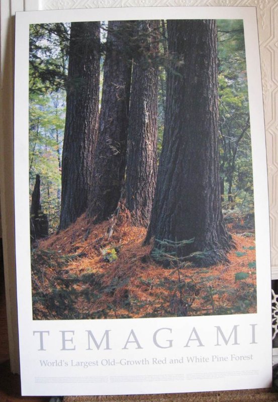 Temagami, Old Growth and Canoeing – Canadian Environmental Law Foundation
