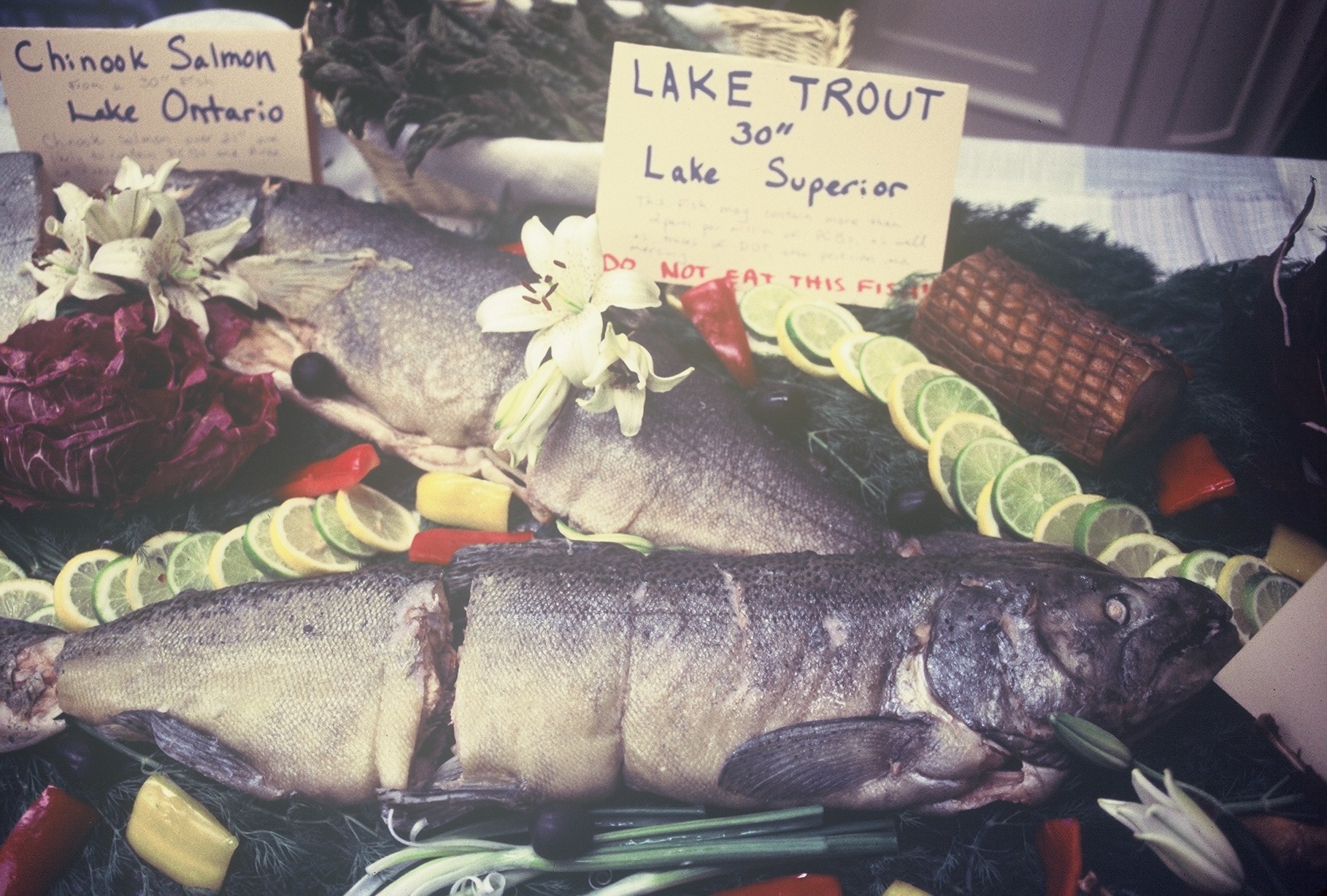 000006 – Canadian Environmental Law Foundation